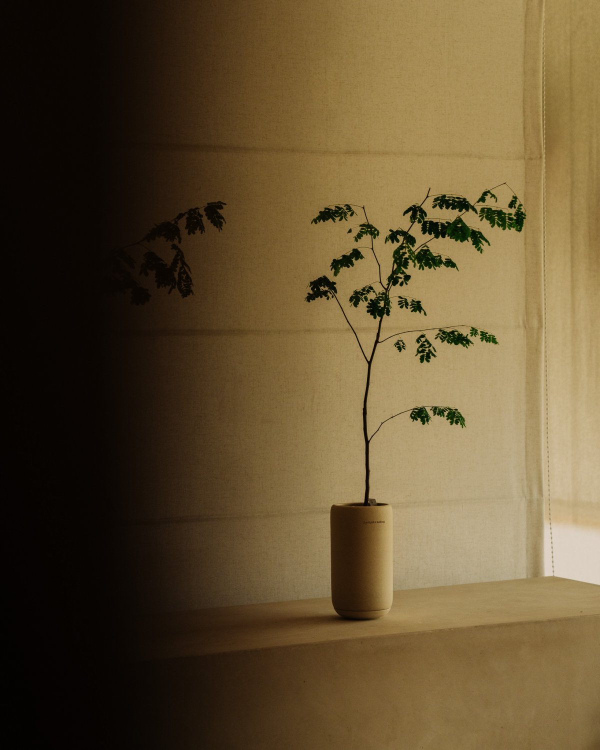 Share 分享